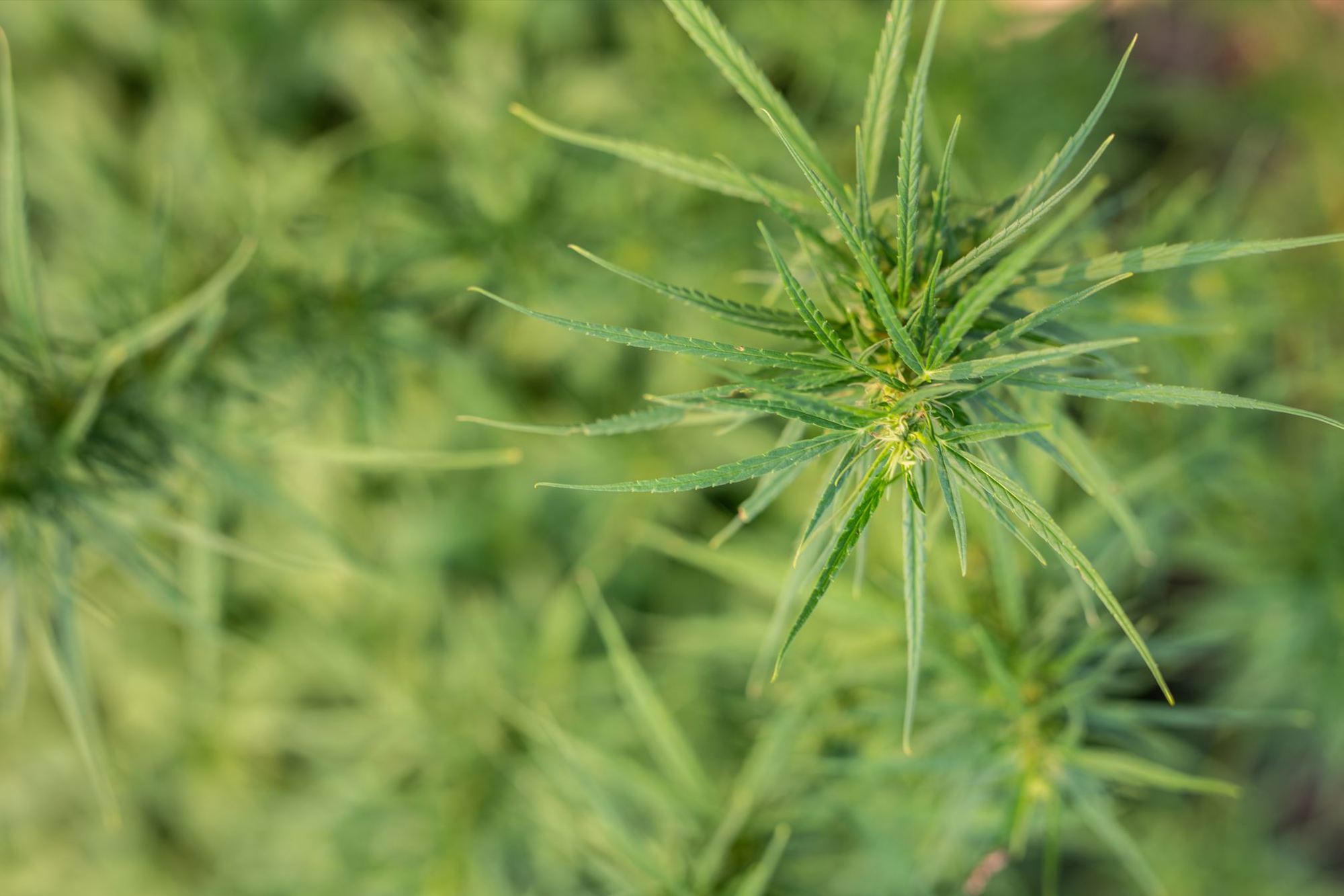 Isoleren met hennep - Bouwgroep Dijkstra Draisma